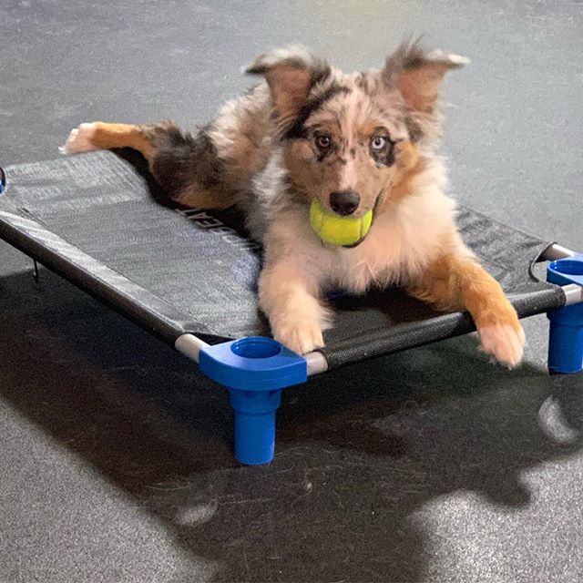 4Legs4Pets - Pets Most Comfortable Place™