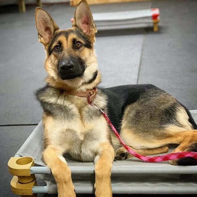 4Legs4Pets - Pets Most Comfortable Place™